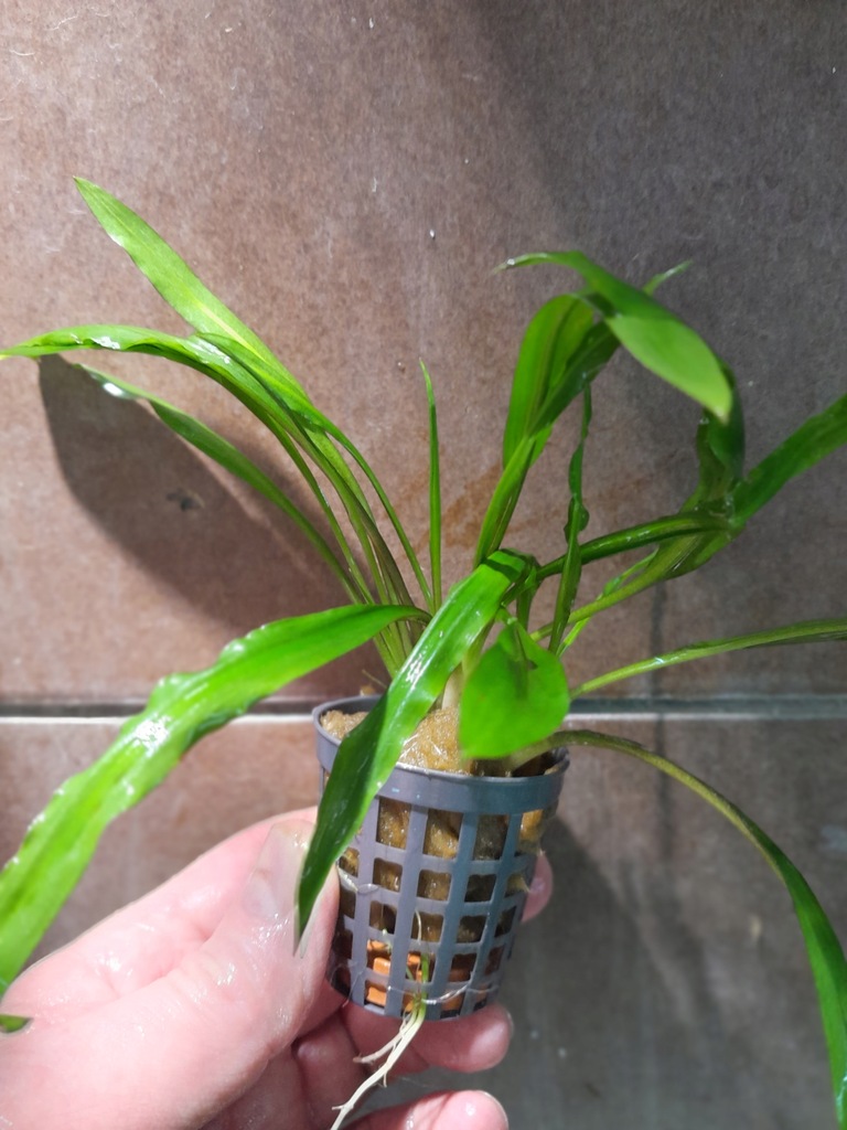 Cryptocoryne RETROSPIRALIS - młode rośliny w kosz. - 15179767115 ...