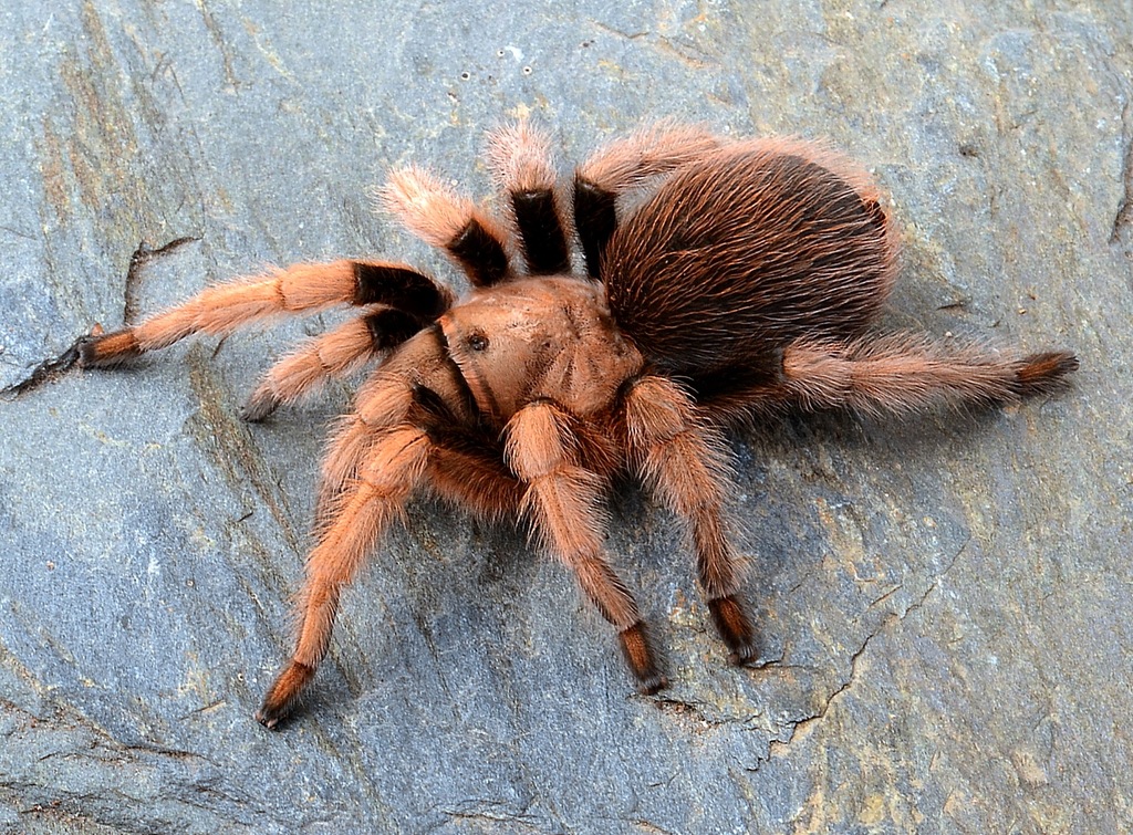 Aphonopelma chalcodes L2 - 12547983276 - oficjalne archiwum Allegro