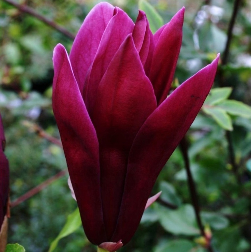 MAGNOLIA 'LILIFLORA NIGRA' MAGNOLIA PURPUROWA - 16286794647 - oficjalne ...