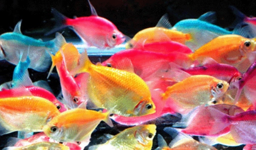 TETRA KOLOR mix kolorów ryba akwariowa - 12305582904 - oficjalne ...