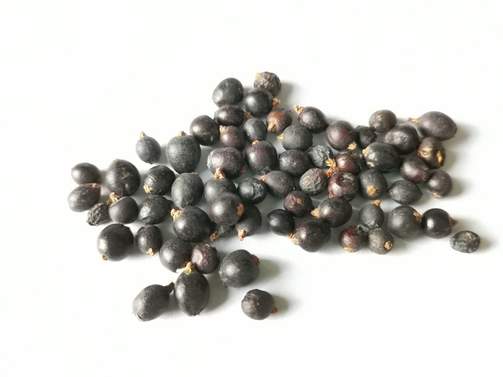 JAŁOWIEC owoc jałowca 1kg - świeży! Zioła z Kurpi - 13148341110 ...