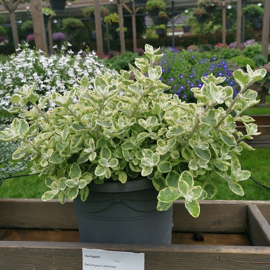 Kocanka Rondello Variegata Helichrysum petiolare - 13242244492 ...