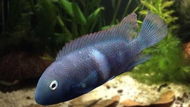 Bazalcik Kostarykański - Neetroplus nematopus - 11345949536 - oficjalne ...