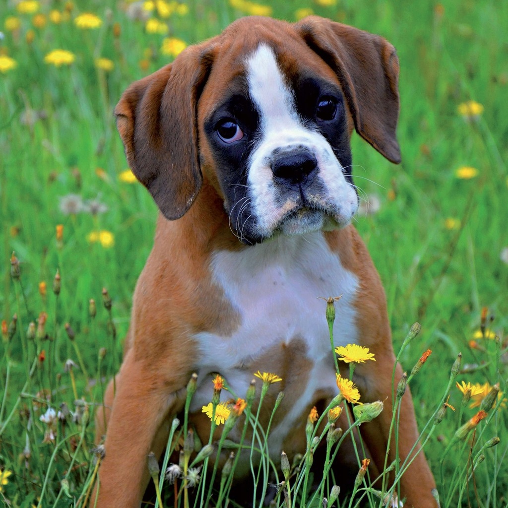 KALENDARZ ŚCIENNY 2023 --- BOKSERY psy 30x30 - 12831861134 - oficjalne ...