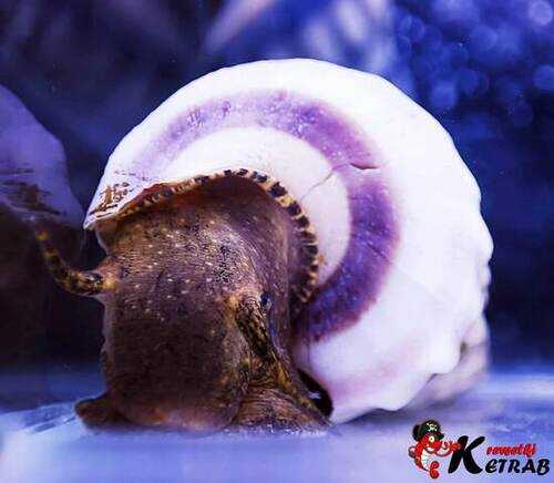 Ślimak Brotia Herculea White - 13368704170 - oficjalne archiwum Allegro