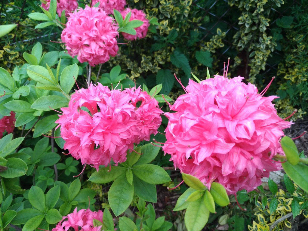 Azalia Homebush NA PNIU wielkokwiatowa Z PĄKAMI kwiatowymi ...