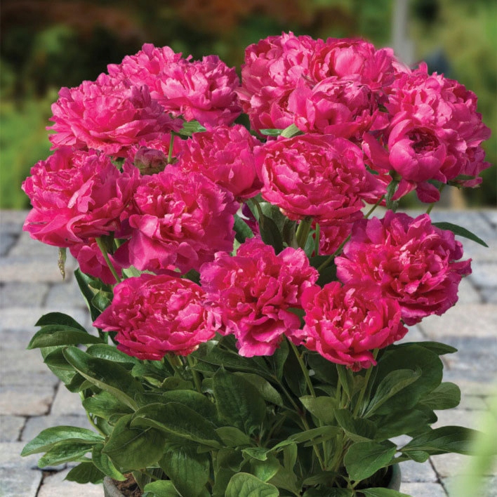 Piwonia, Paeonia - Patio London - SADZONKA - 14931168733 - oficjalne ...