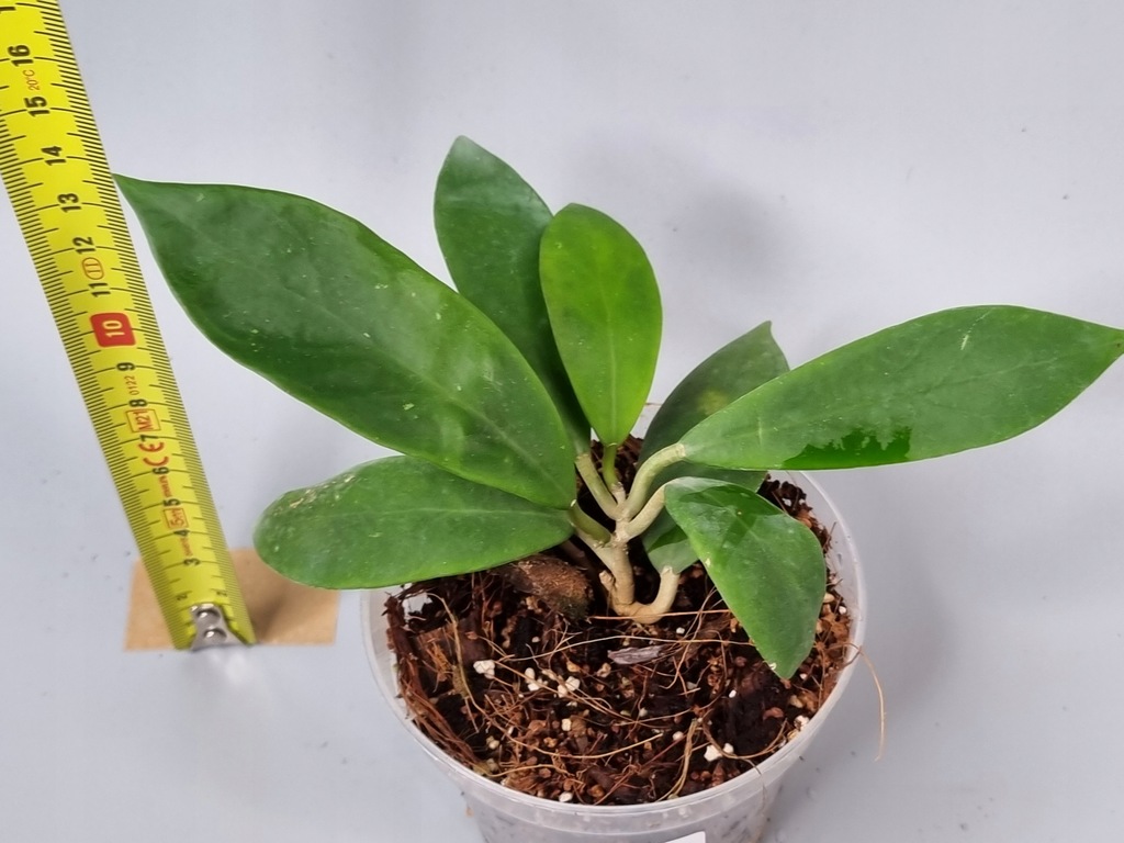 Hoja Hoya mindorensis red - 14153260426 - oficjalne archiwum Allegro