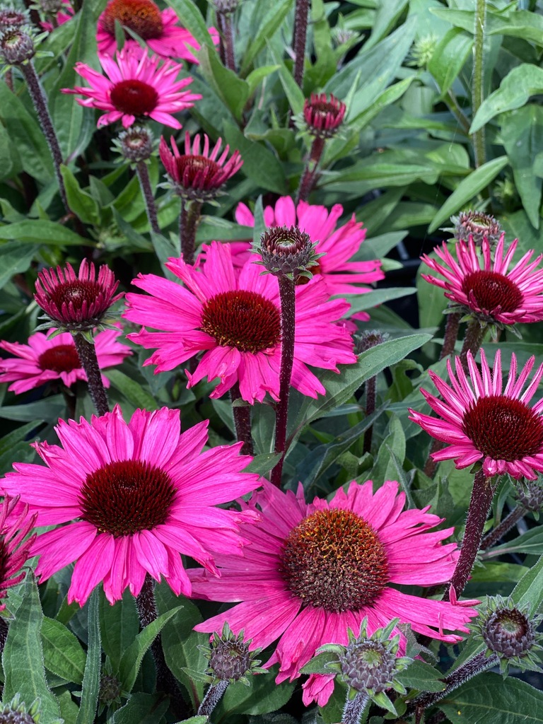 Jeżówka SunSeekers Purplelicious - 12690666964 - oficjalne archiwum Allegro