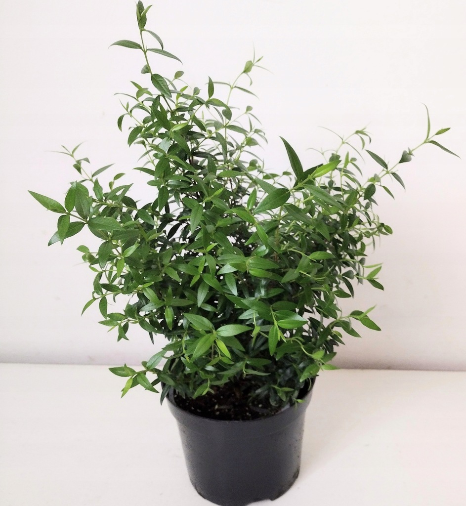 Mirt Merta Ziele Miłości Już Kwitnie - 13455950353 - oficjalne archiwum ...