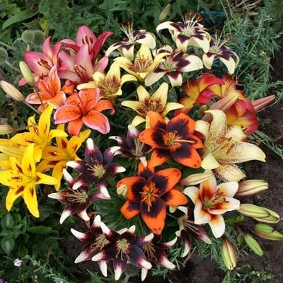 LILIE MIX NOWE ODMIANY 10 SZTUK - 12772998574 - oficjalne archiwum Allegro