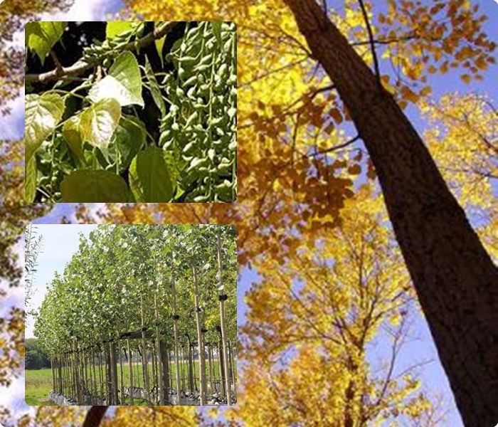 Topola czarna sadzonki 160 cm szybko rośnie!10sztu - 8473169941 ...