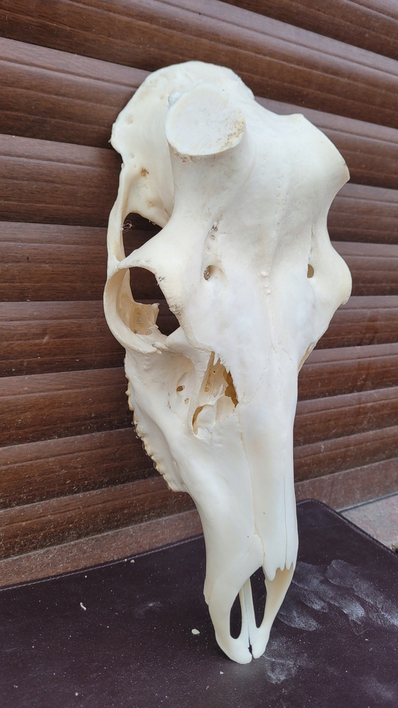 czaszka jelenia do osadzenia poroza parka zrzuty - 13439816757 ...