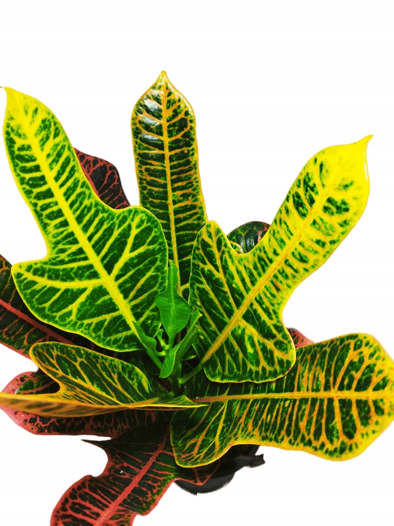 Kroton Codiaeum Excellent - Piękne Liście Roz. XL - 12755538910 ...