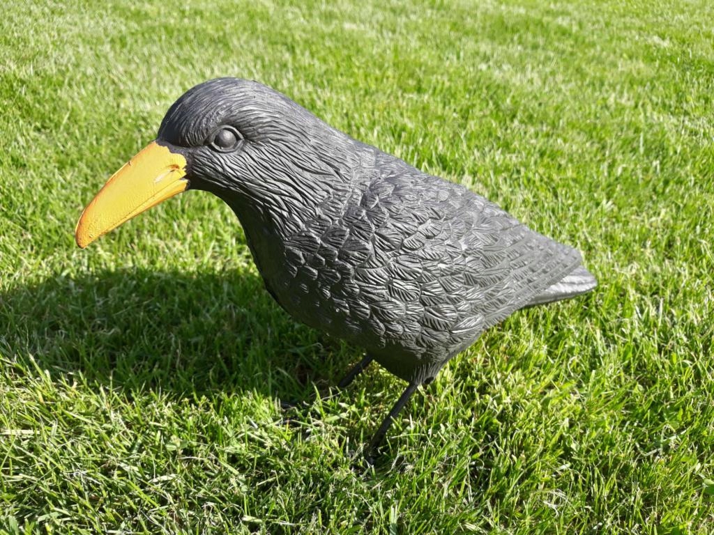 DUŻY KRUK ODSTRASZACZ PTAKÓW GOŁĘBI SZPAKÓW PTAKI - 7873284017 - oficjalne archiwum Allegro