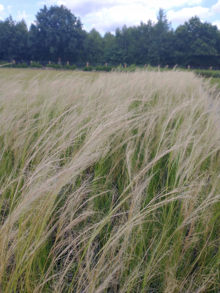 Trawa Stipa Pony Tails Ostnica mocna w pojemniku - 10984456948 ...