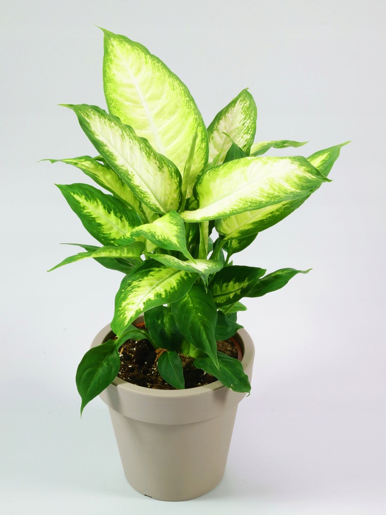 Difenbachia, dieffenbachia camilla ⌀17 55 cm - 13646946522 - oficjalne ...
