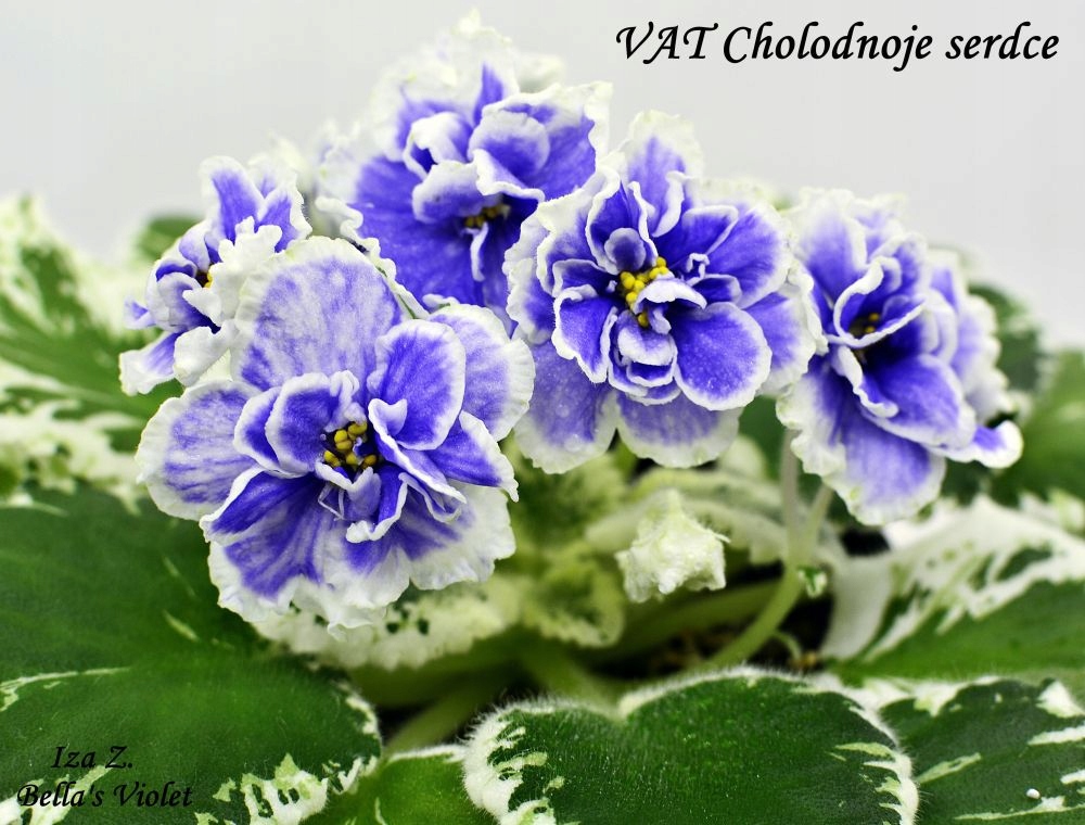 Fiołek afrykański Vat Chłodnoe Serdce sadzonka - 13314825252 ...