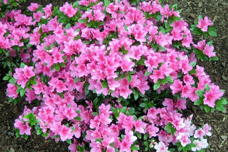 Azalia japońska KERMESINA ROSE RÓŻOWA - 12021016466 - oficjalne ...