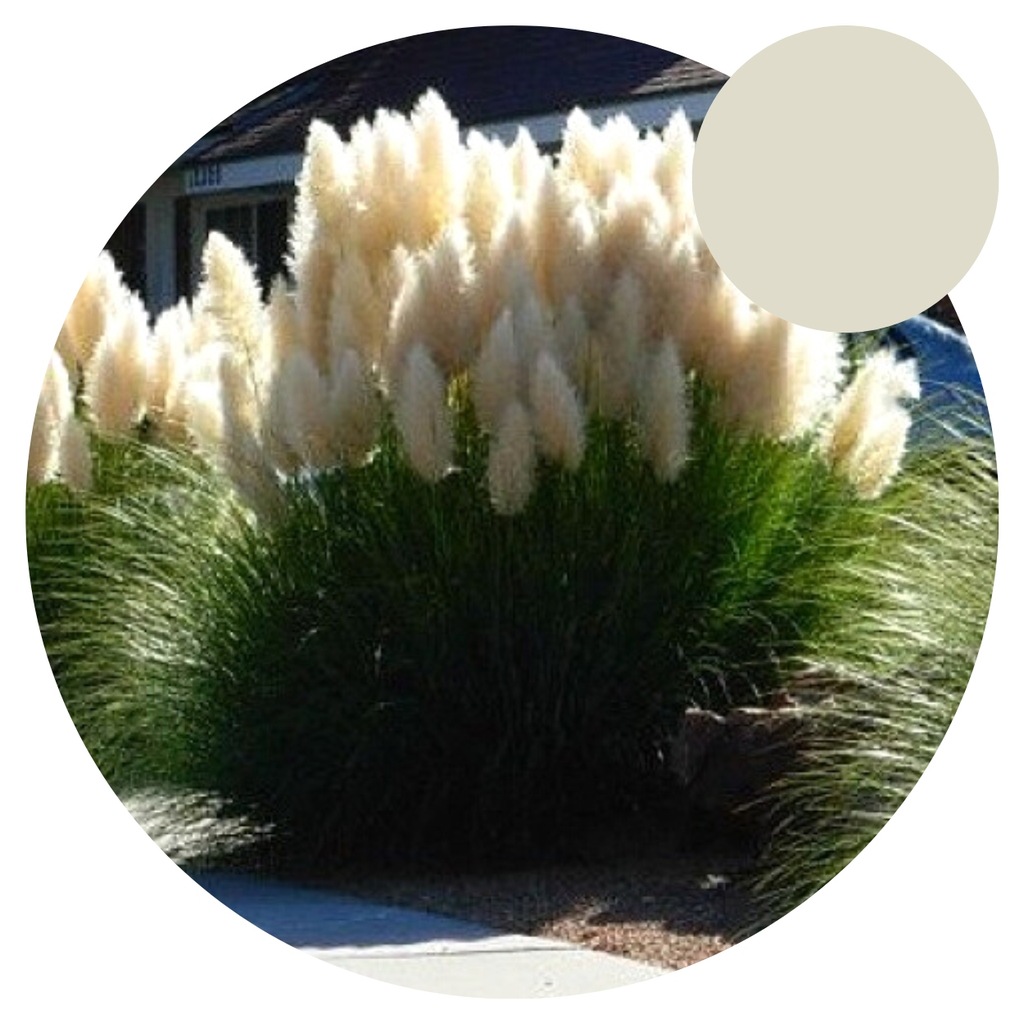 Trawa pampasowa WHITE PLUME - Piękna Ozdoba Ogrodu - 14354254911 ...