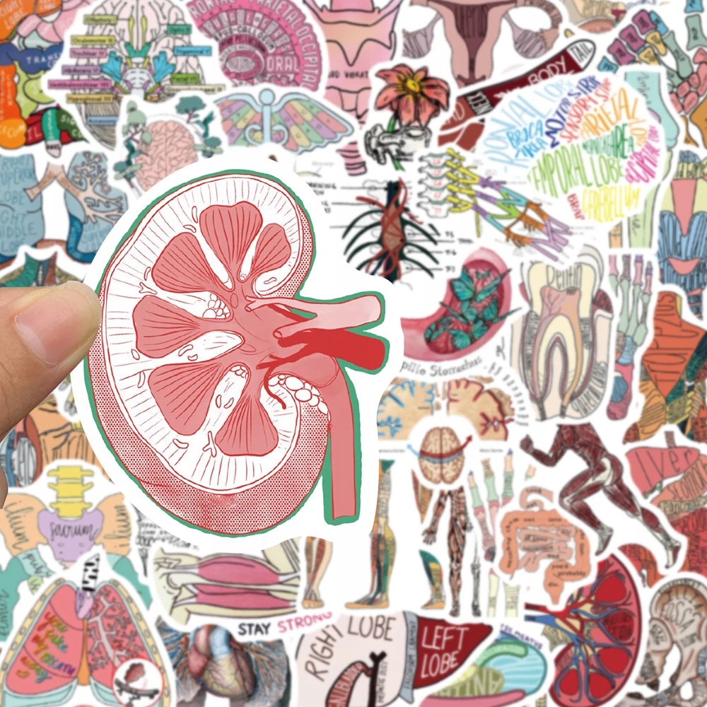 50pcs Cartoon Human Organ Cute Medical Anatomy Sticker for Laptop ...