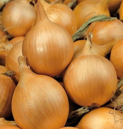 CEBULA CUKROWA SAŁATKOWA GLOBO TYP. EXHIBITION - 12437012534 ...