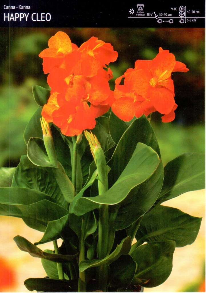 Canna Kanna Doniczkowa Niska Happy Cleo 1 szt. - 11838107124 ...