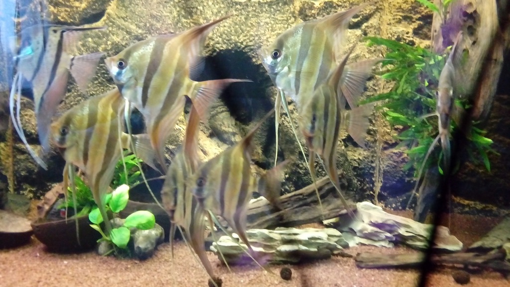 Pterophyllum Altum Orinoco TARNÓW - 7831411188 - oficjalne archiwum Allegro Pterophyllum Altum Orinoco TARNÓW - 7831411188 - oficjalne archiwum Allegro