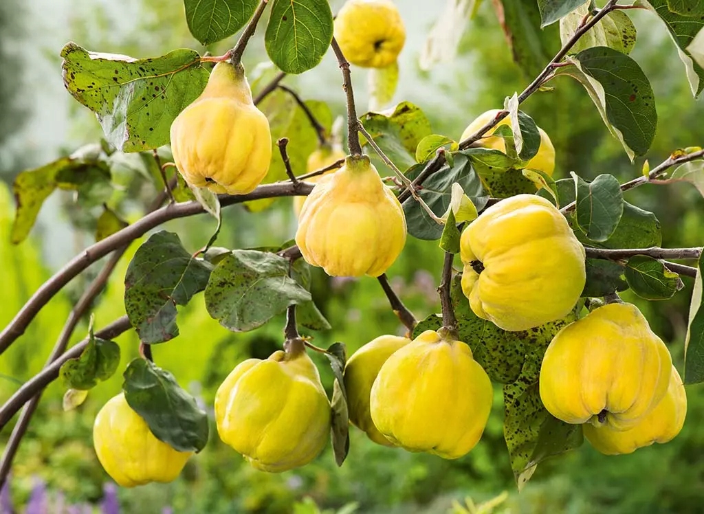 PIGWA GRUSZKOWA 'WRANIA' SADZONKI BALOT - 15116090833 - oficjalne ...