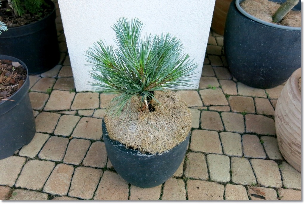 Pinus strobus 'Mary Butler' - unikat !!! - 14131358239 - oficjalne ... Pinus strobus 'Mary Butler' - unikat !!! - 14131358239 - oficjalne ...
