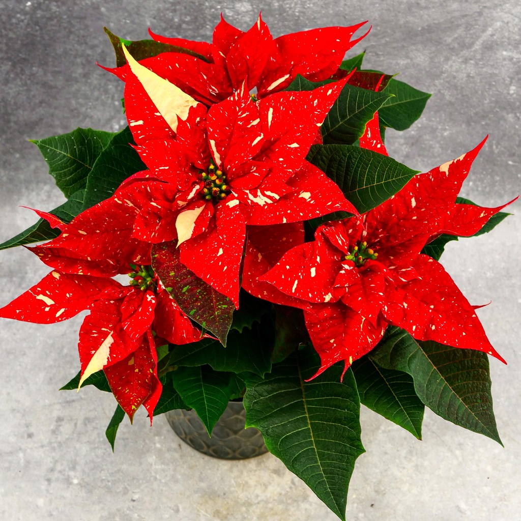 Poinsecja Gwiazda Betlejemska VARIEGATA wys. 40cm - 12995357794 ...