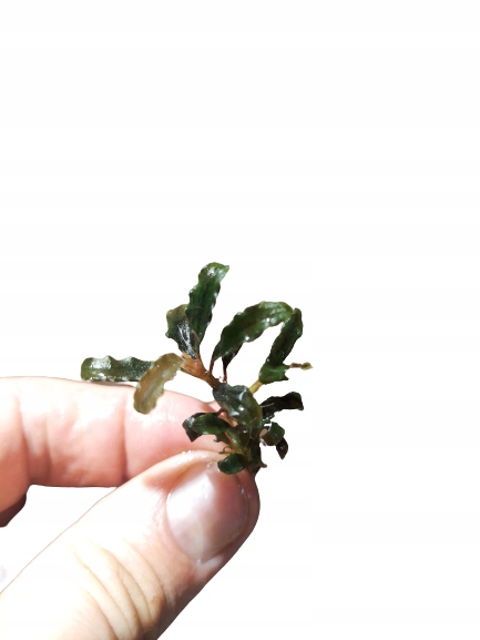 Bucephalandra MINI Catherine - nowość - 12436277624 - oficjalne ...