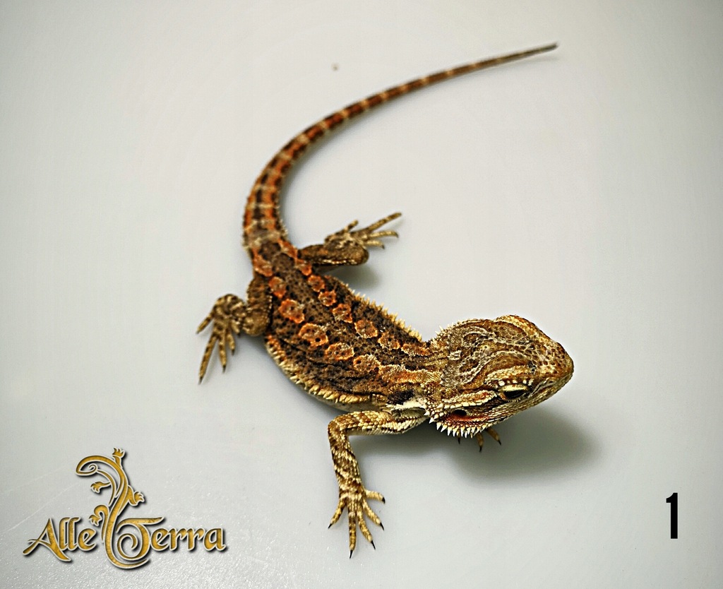 Agama brodata RED młodziak. - 12762958597 - oficjalne archiwum Allegro