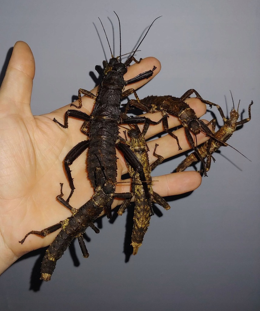 Straszyk nowogwinejski Eurycantha calcarata DUŻE - 12608031467 ...