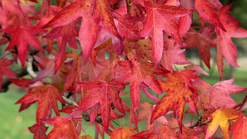 Ambrowiec balsamiczny amerykański w doniczce - 9052369466 - oficjalne ...