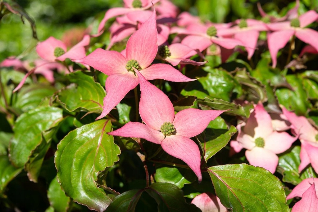 Dereń kousa cornus cousa Beni Fuji 30-50cm C2 - 14442220621 - oficjalne ...