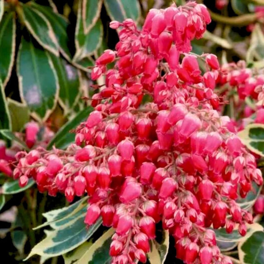 Pieris japoński Ralto W DONICZCE SADZONKA - 13632807217 - oficjalne ...