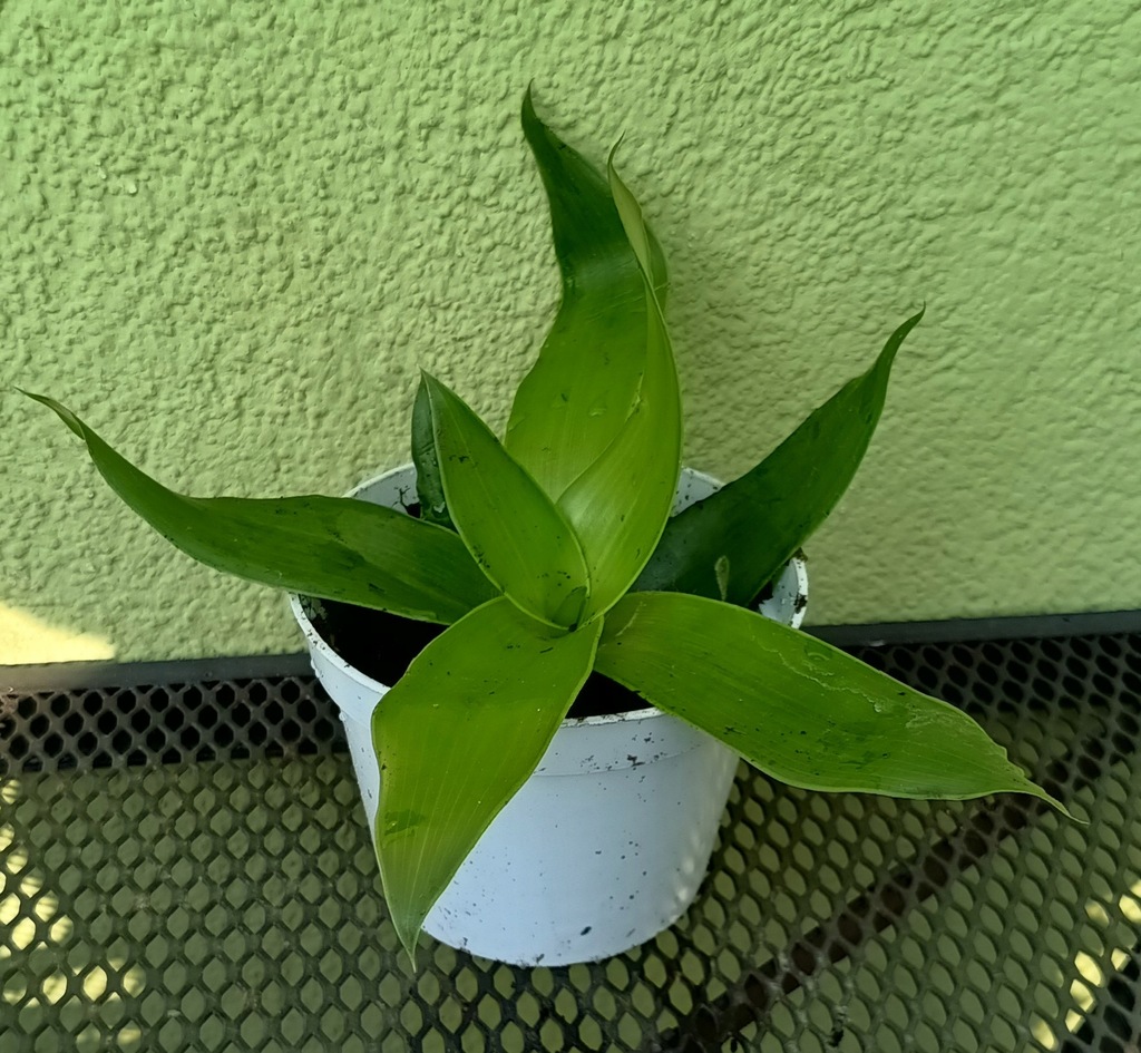 ZŁOTY WĄS - CALLISIA FRAGRANS - 14960370984 - oficjalne archiwum Allegro