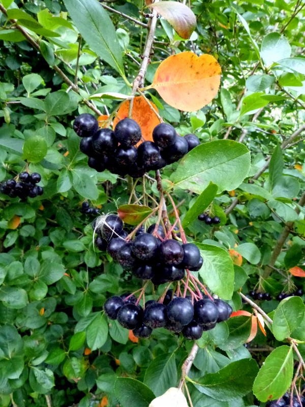 Aronia Czarnoowocowa Amit W Doniczce 12392191577 Oficjalne Archiwum Allegro