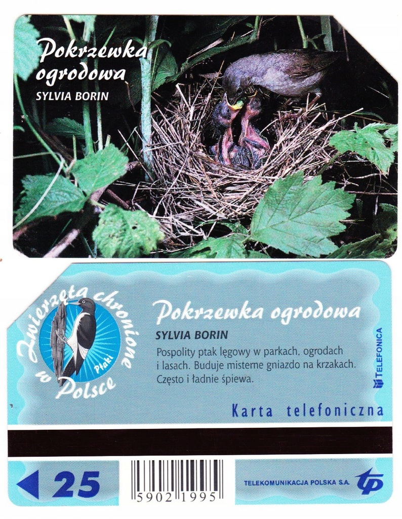 Pokrzewka ogrodowa - Zwierzeta chronione w Polsce - 7826009067 - oficjalne archiwum Allegro