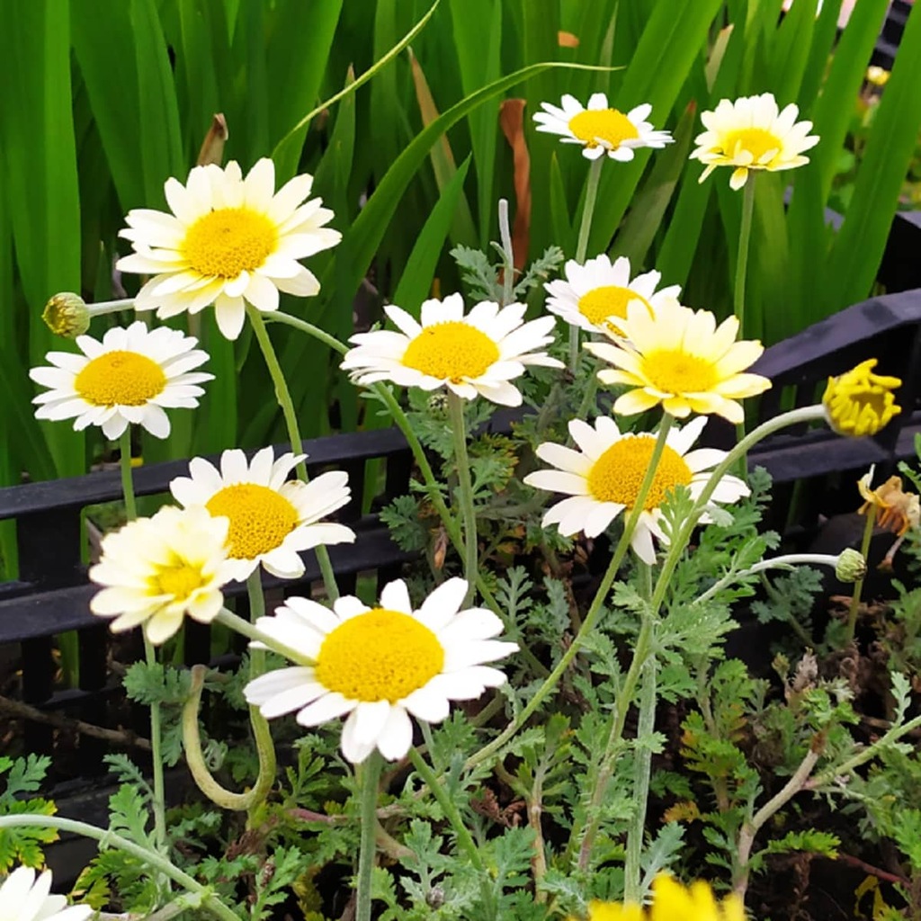 RUMIAN SUSANNA MITCHELL | SADZONKA W DONICZCE - 14081072749 - oficjalne ...