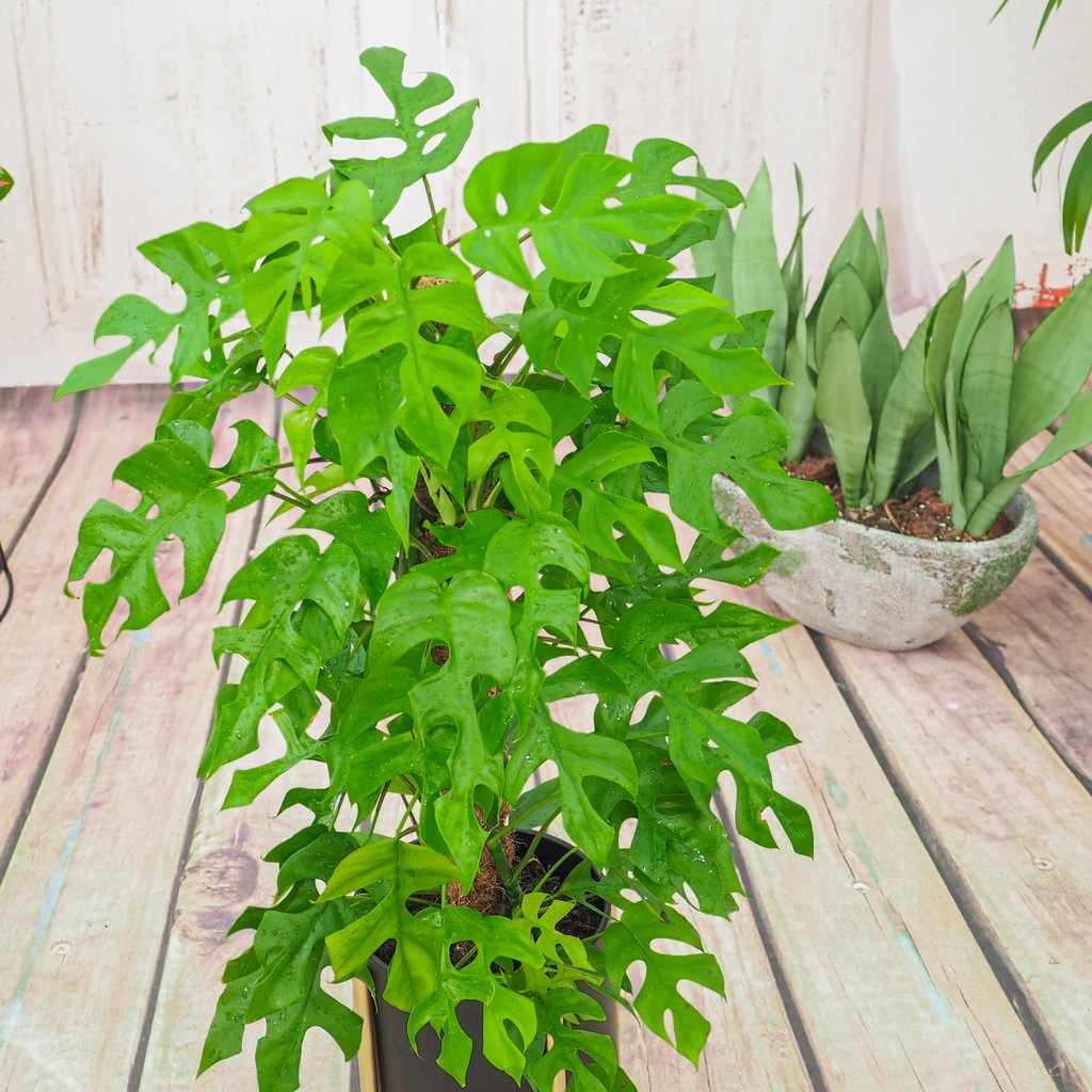 Monstera 'Minima' duże wycięcia 80cm XXL na pniu - 10458833609 ...