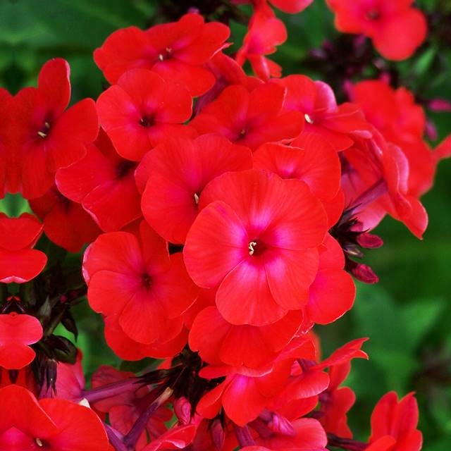 Phlox Flox Płomyk Wiechowaty Czerwony 1 szt. - 13173702341 - oficjalne ...