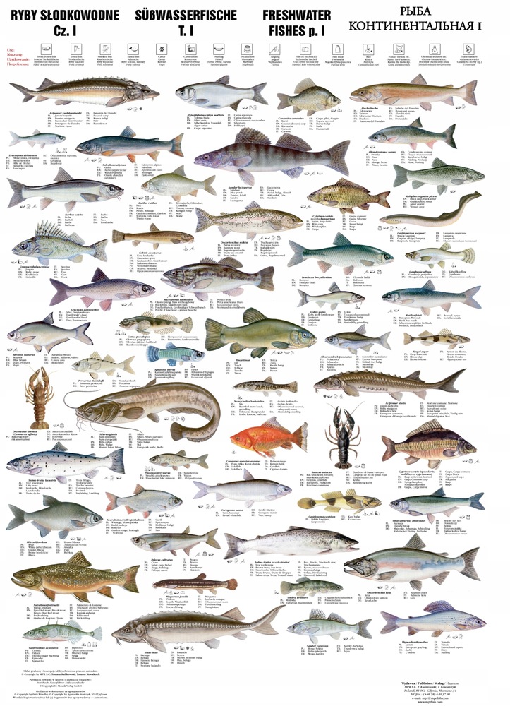 Plansza B1 z grafikami ryb słodkowodnych–część I - 12973795542 ...