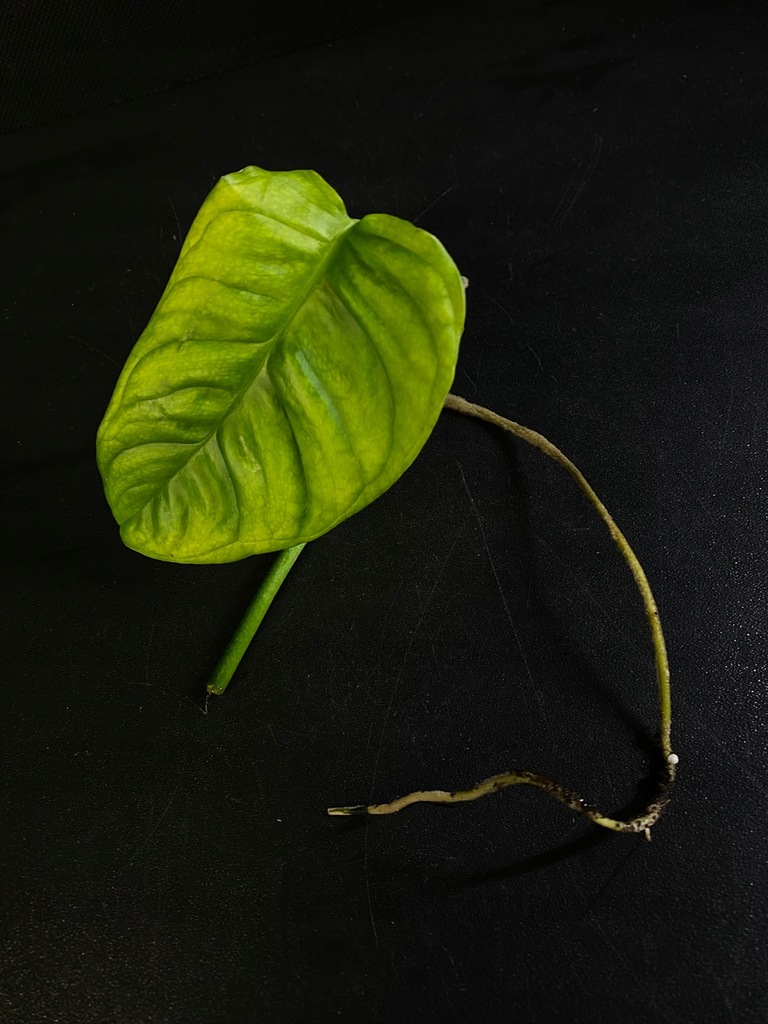 Monstera ~~ MONSTERA CALACALI ~~ - 12859076228 - oficjalne archiwum Allegro