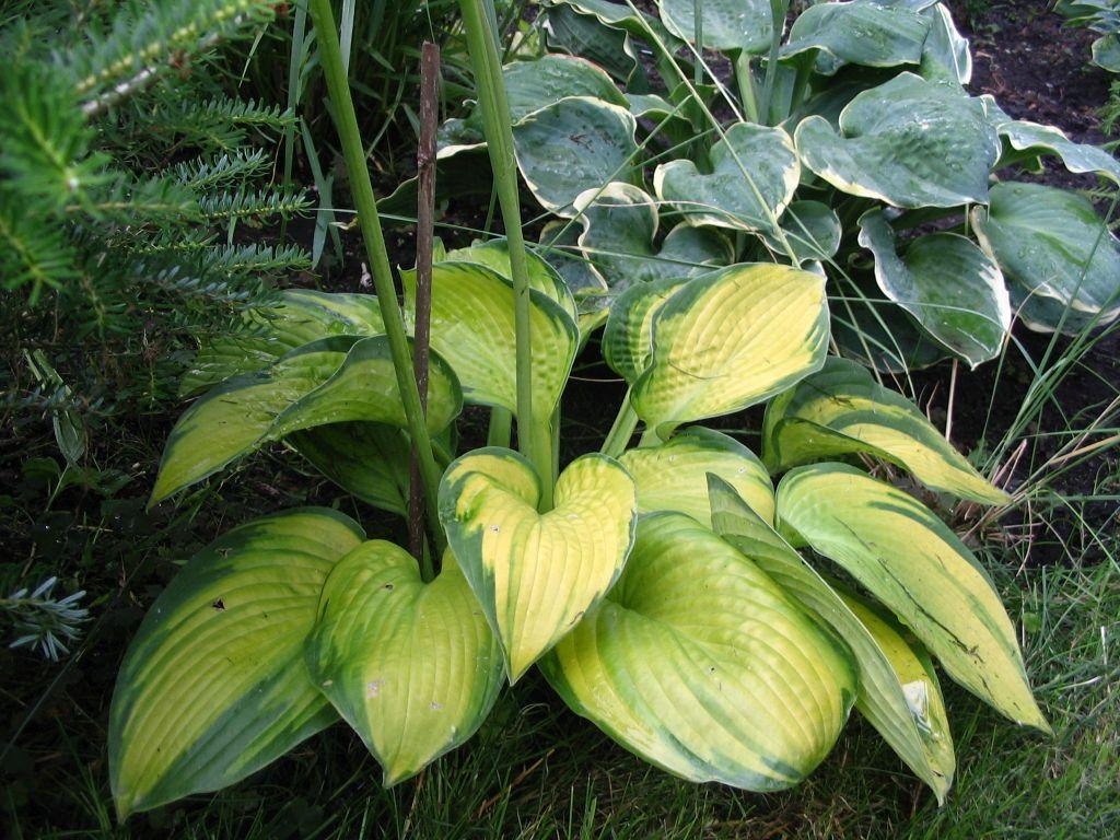 Hosta-funkia mix. nasionka - 14434706617 - oficjalne archiwum Allegro
