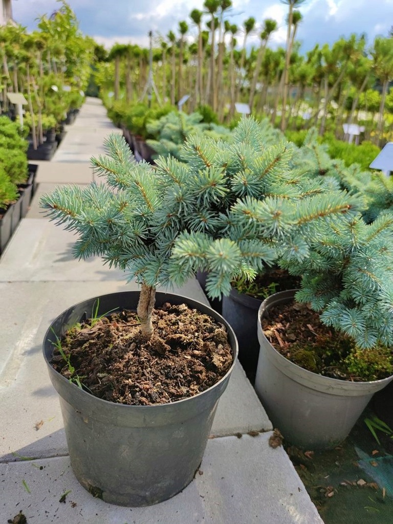 Купить Ель голубая GLAUCA GLOBOSA, карликовая голубая: отзывы, фото и ...