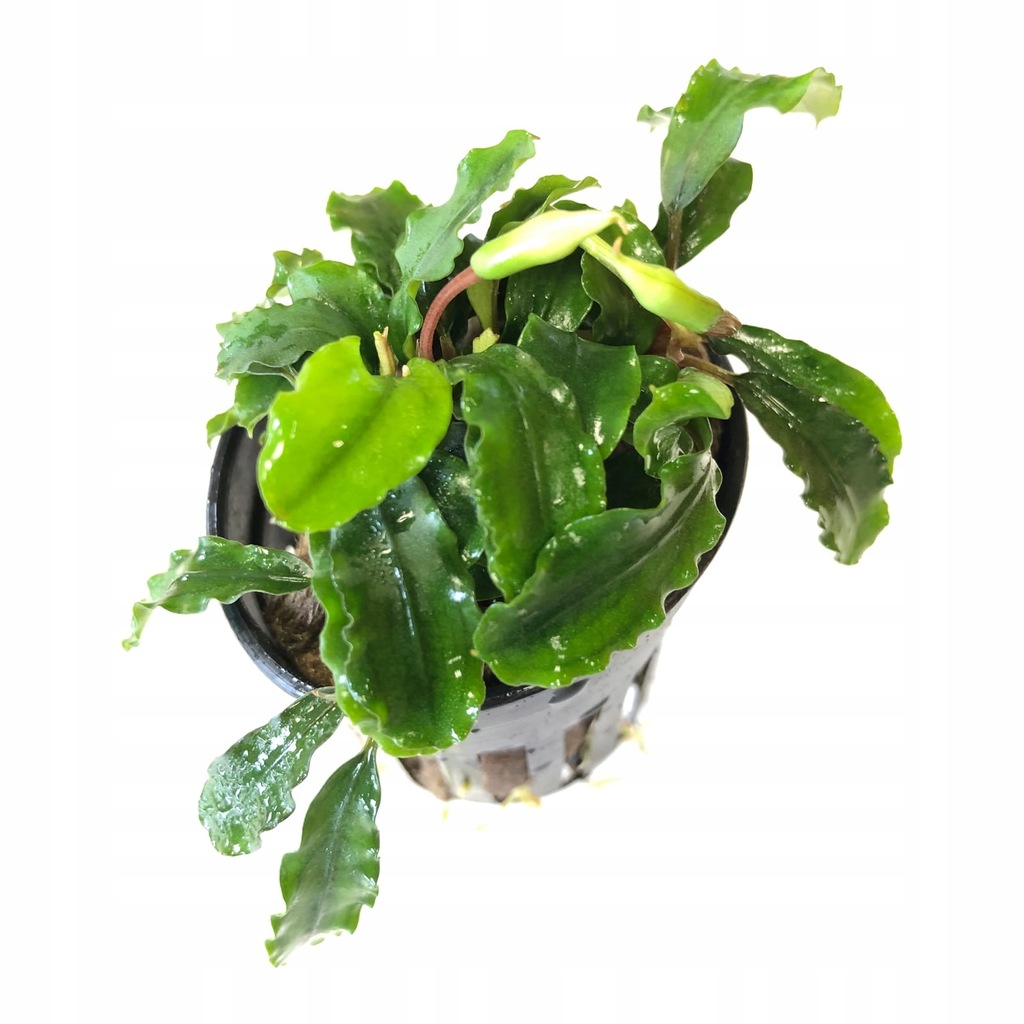 BUCEPHALANDRA GREEN WAVY EPIFIT ROŚLINA NA KORZEŃ - 12993558409 ...