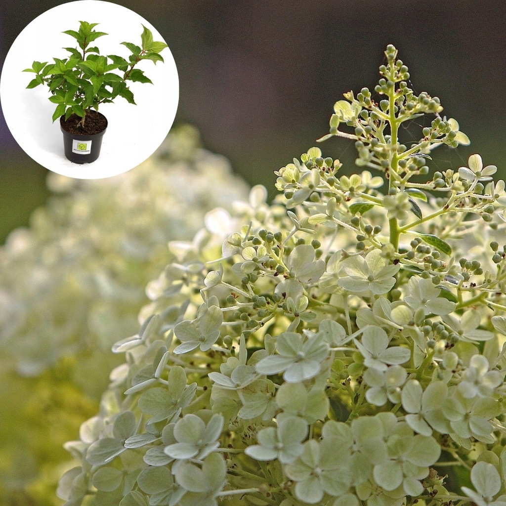 Hortensja Bukietowa Little Alf XXL - 10541617969 - oficjalne archiwum ...