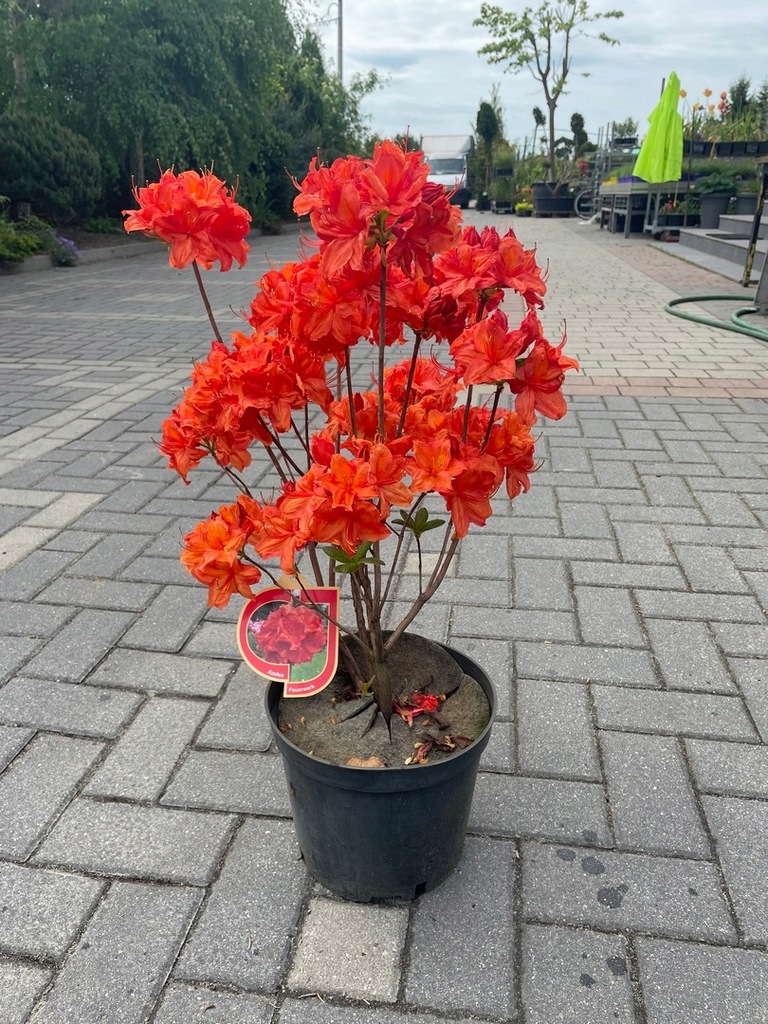 Azalia wielkokwiatowa pomarańczowa Gibraltar rododendron - 14647727075 ...